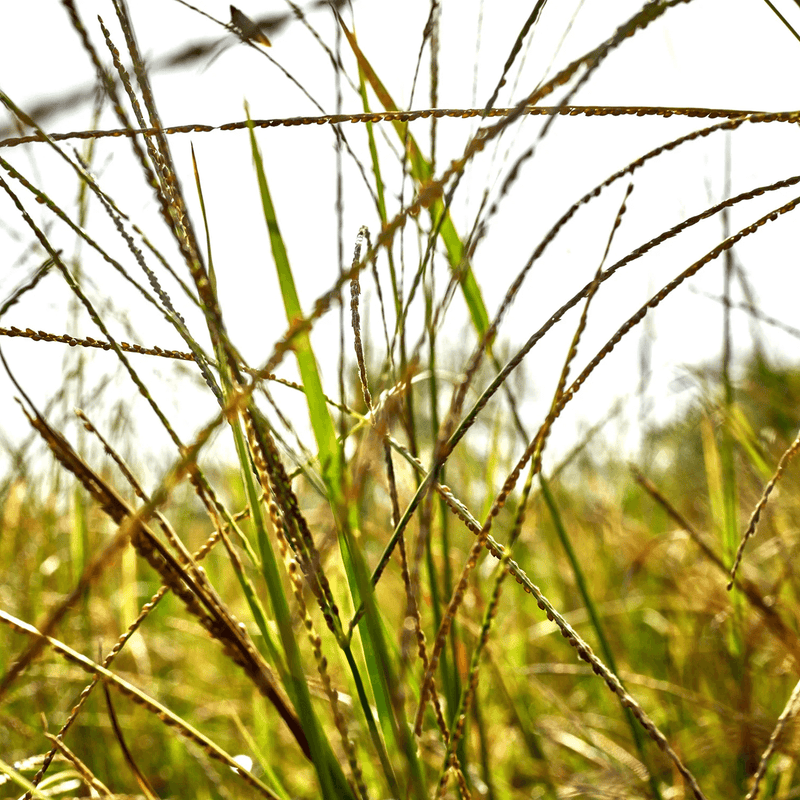 Fonio Super Grain - Nutritious, Gluten-Free & Low GI – Aduna