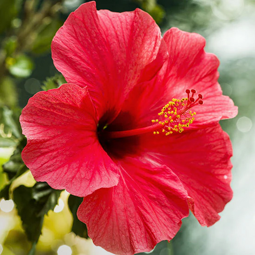 Moringa Benefits: The Top 10 Benefits of Moringa Powder – Aduna